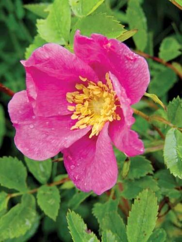 North American Wild Roses | Mother Earth Gardener